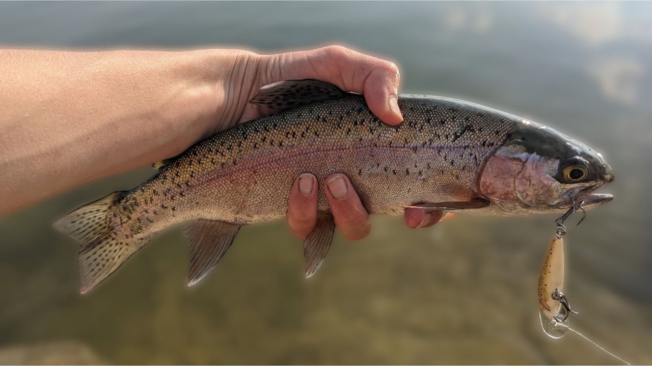 Catching AGGRESSIVE Rainbow Trout at Strawberry Reservoir! - YouTube