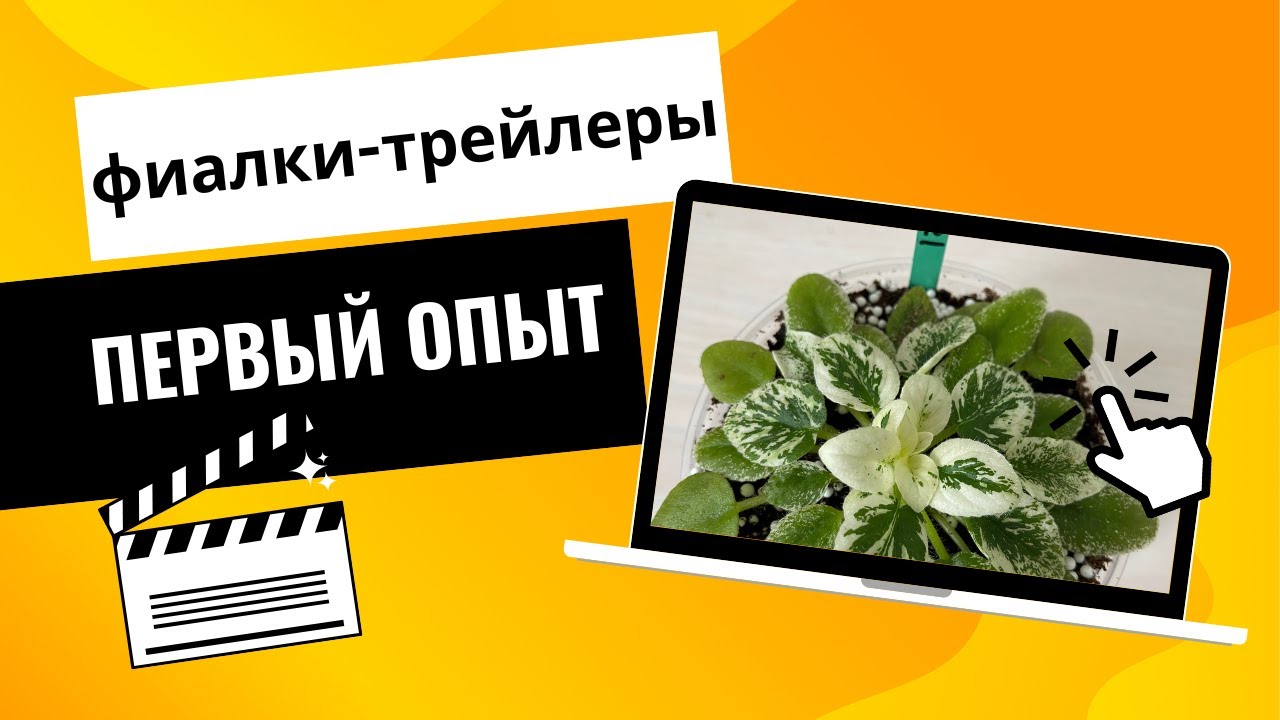 Фиалки трейлеры-первый опыт//African violets-trailers.My first attempt ...