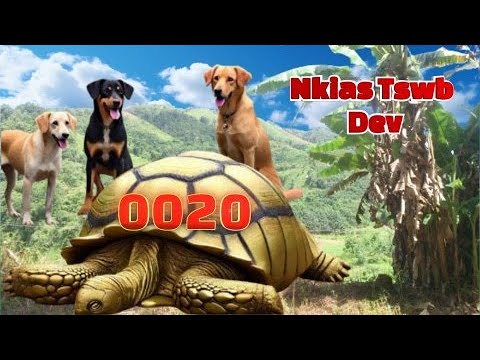 TSHUAS POV: Teb Nkias Tswb Dev Ruam 1/1/2025 - YouTube