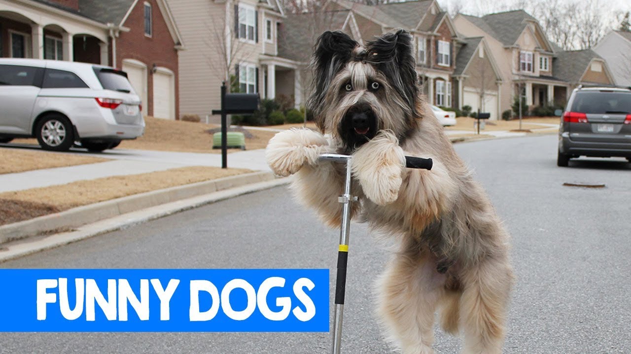 Funny Dogs Collection | A Hilarious Compilation Of Cute Pet Moments ...