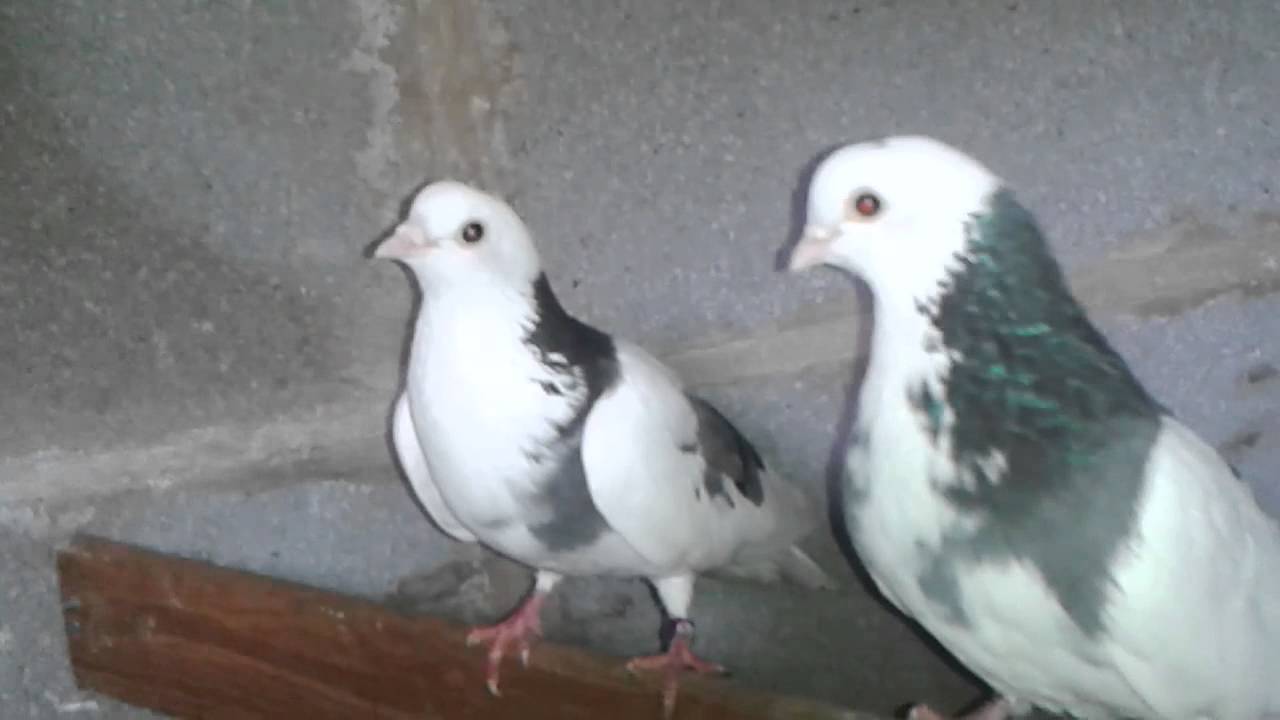 BLUE SADDLE TIPPLERS AND THER YOUNG - YouTube