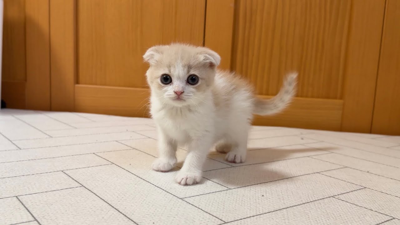 少し大きくなったもち様の弟に会いに行ったらまさかの事が起こりました Youtube