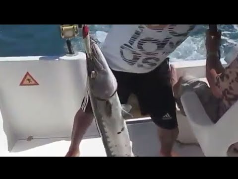 BARRACUDA FISHING BIG CATCH!!! - YouTube