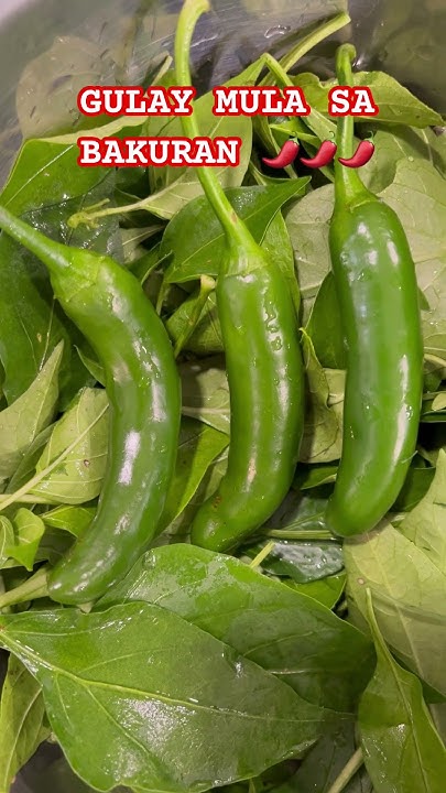 PARA SA SINAMPALUKANG MANOK , SARIWANG GULAY MULA SA BAKURAN / Vlog #KK868 - YouTube