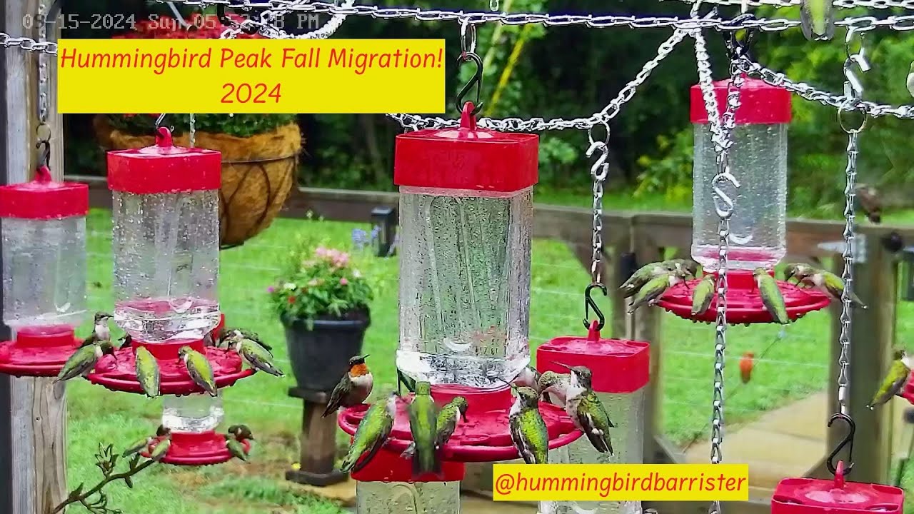 Massive Hummingbird Fall Migration PEAK!! 2024 - YouTube