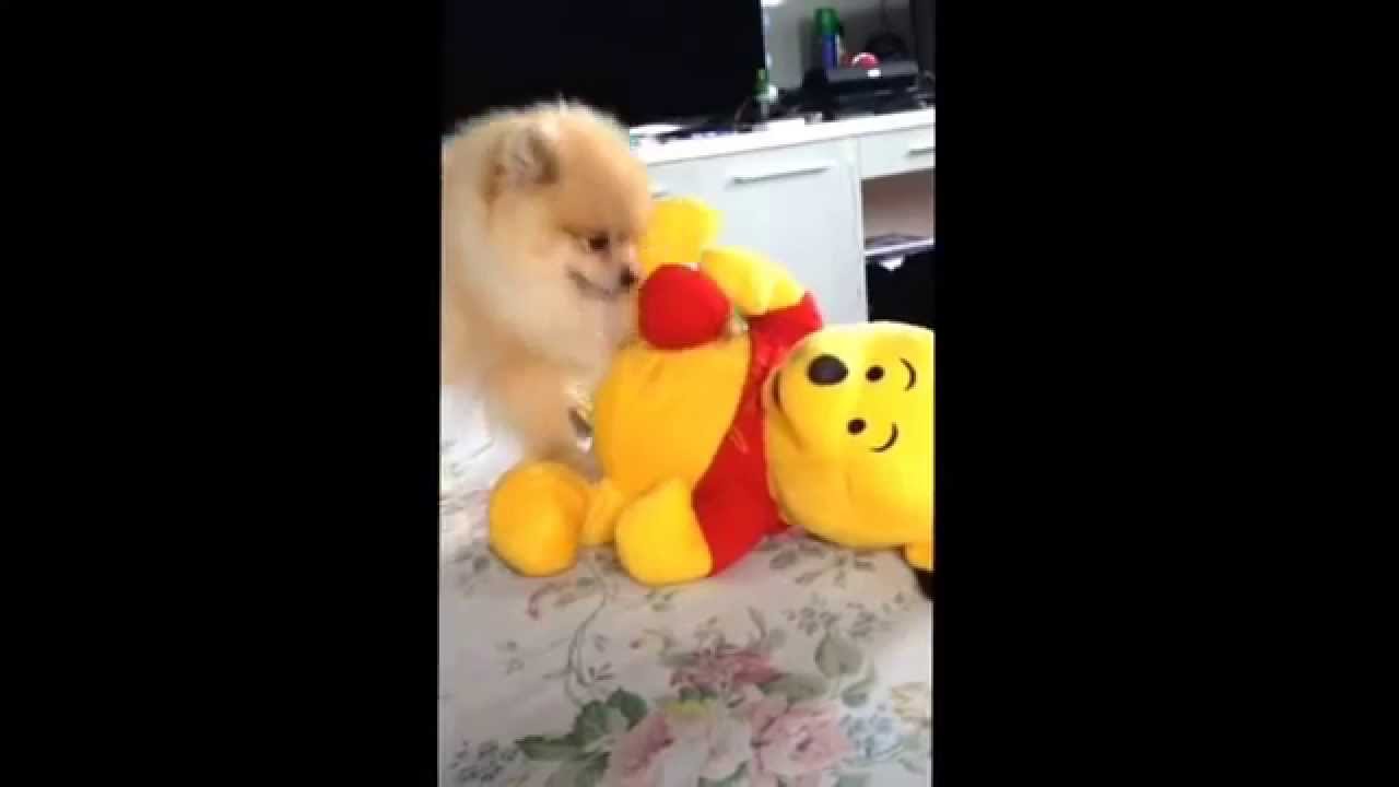 Justin Bieber Sex Tape With Winnie The Pooh Youtube Free Download