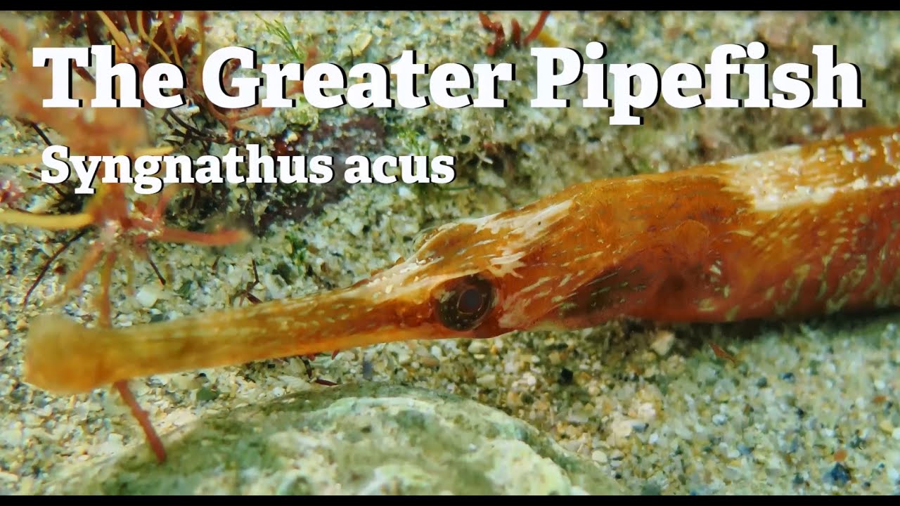 The Greater Pipefish - YouTube