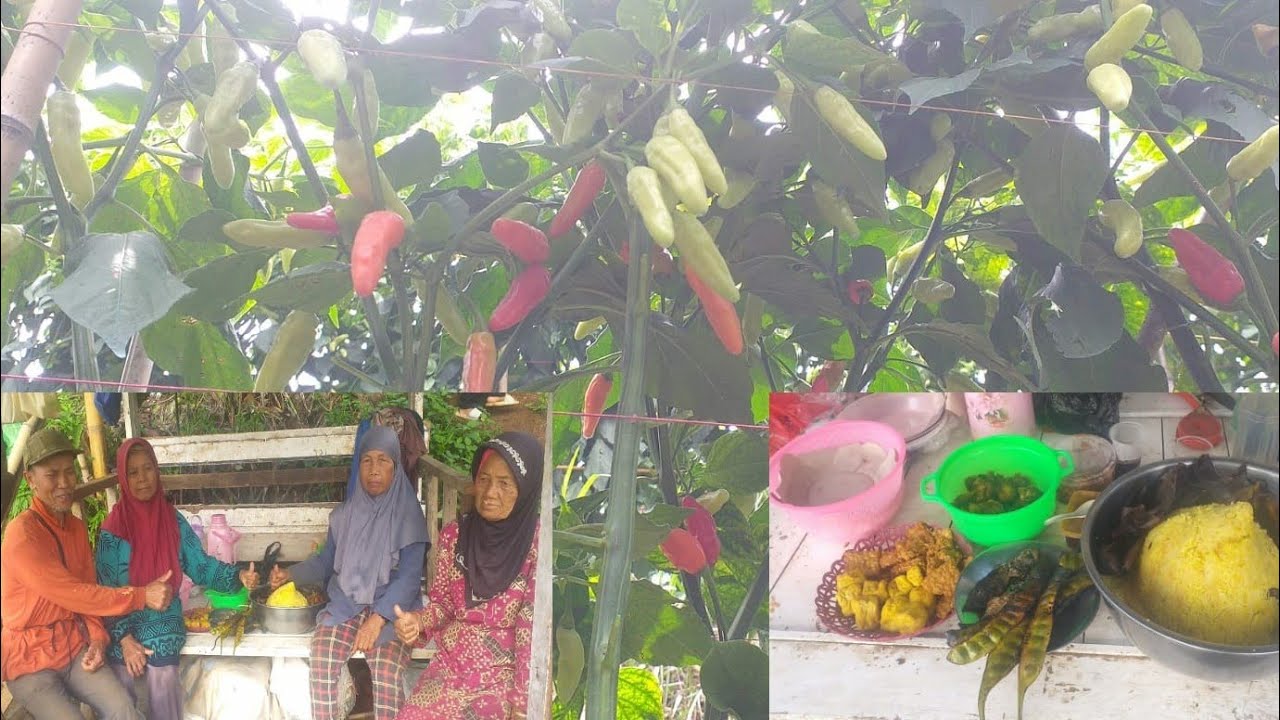 panen perdana cabe ori dan perentul - YouTube