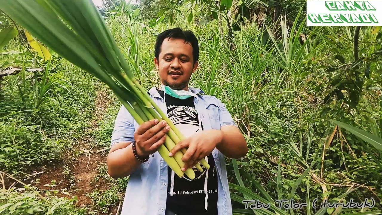 MENGGIURKAN....! Panen Tebu Telor (turubuk) # ...