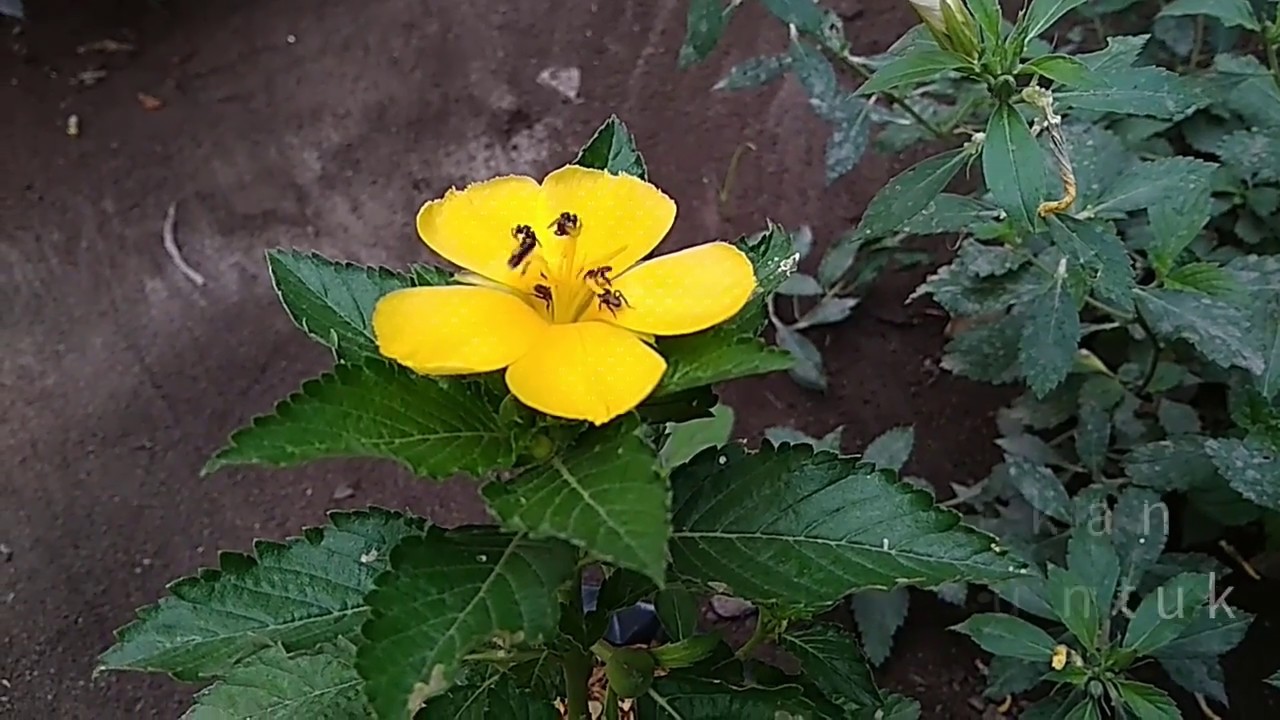 Bunga Yolanda Kuning|Bunga penghasil madu - YouTube