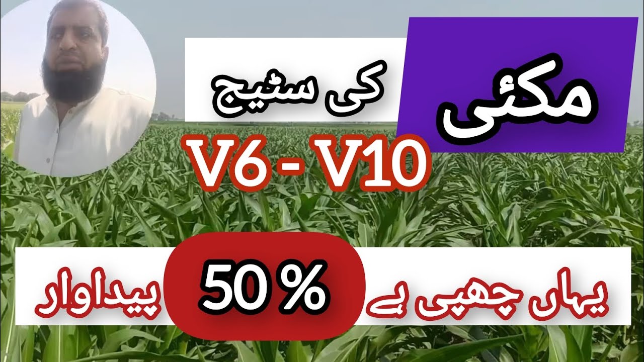 Maize Crucial stage V6 to V10 ||@agritalksbysaadat - YouTube