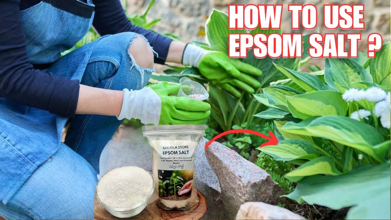 How To Use Epsom Salt For Plants - Epsom Salt Benefits | Amazing Garden ...