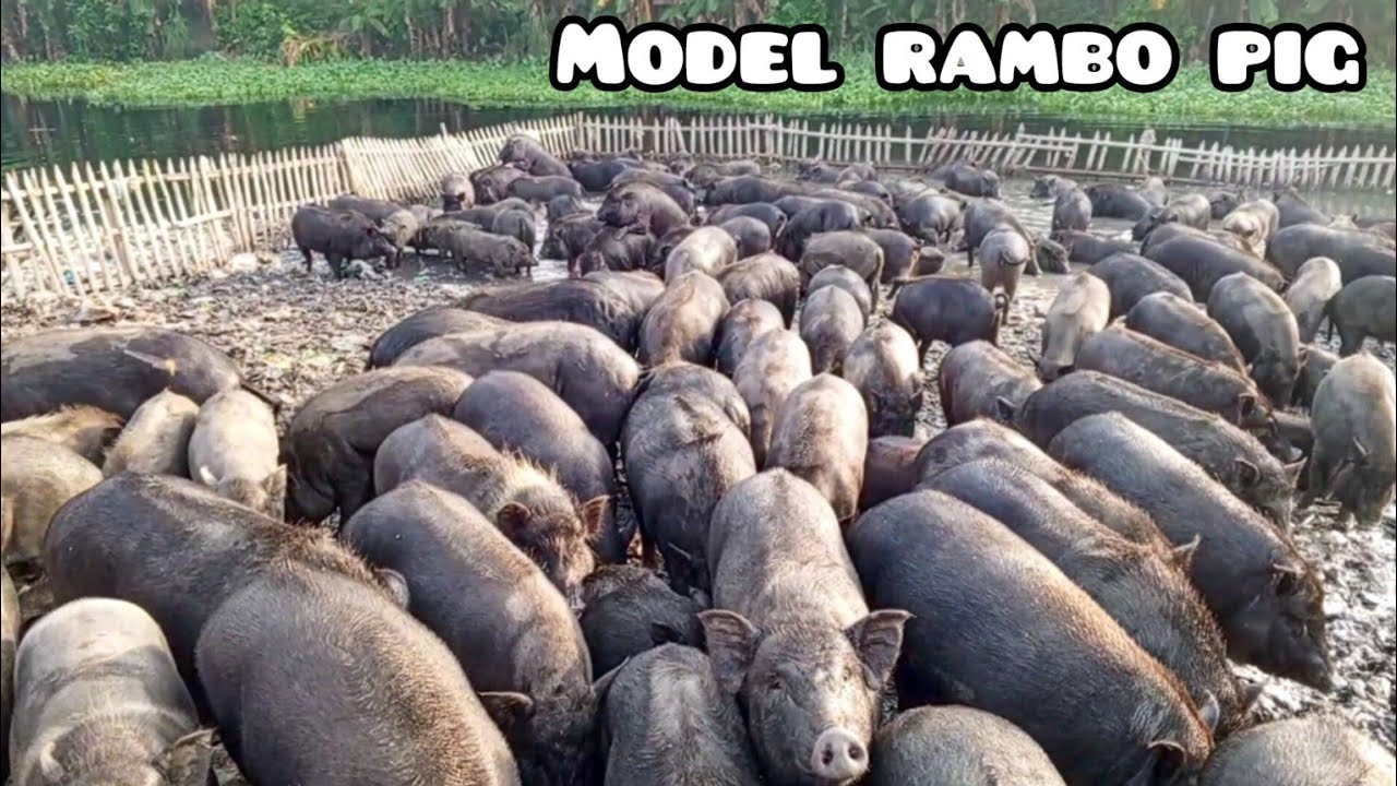 amazing pig farming. real life animal videos. wild animal video amazing ...