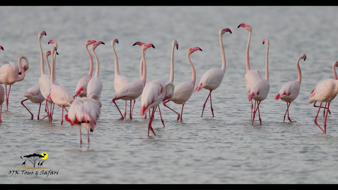 Flamingoes Dancing in 4K Walvis Bay, Namibia - YouTube