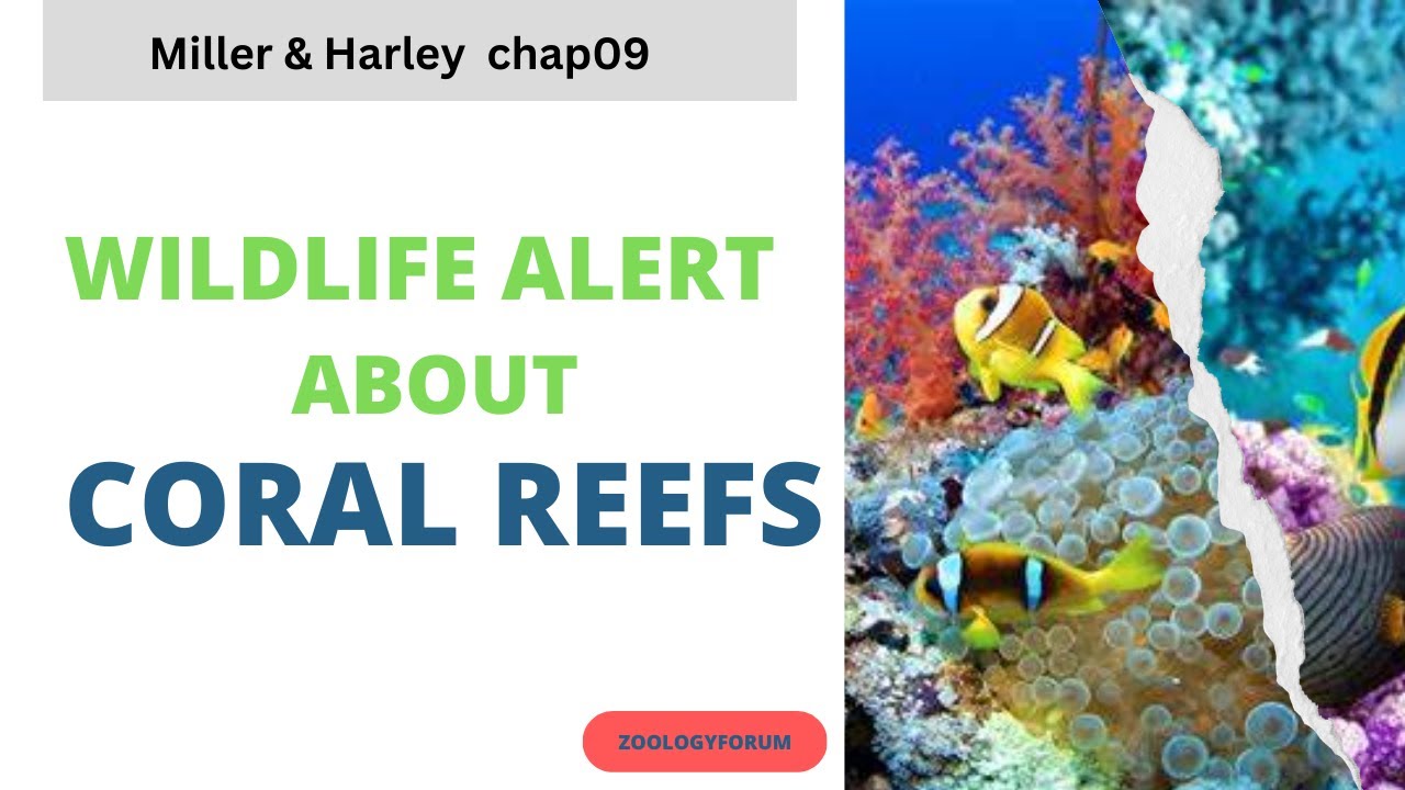 Wildlife Alert about Coral reefs |Coral reefs;their importance ...