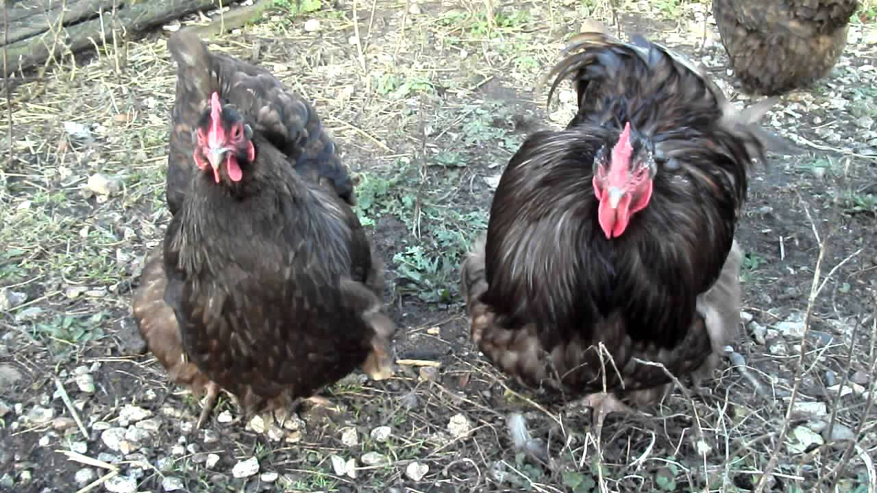 Pure Chocolate Orpington Bantams - YouTube