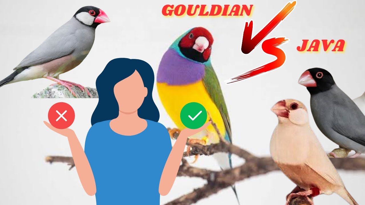 Gouldian finch Vs Java Breeding | Which bird is more profitable ? - YouTube
