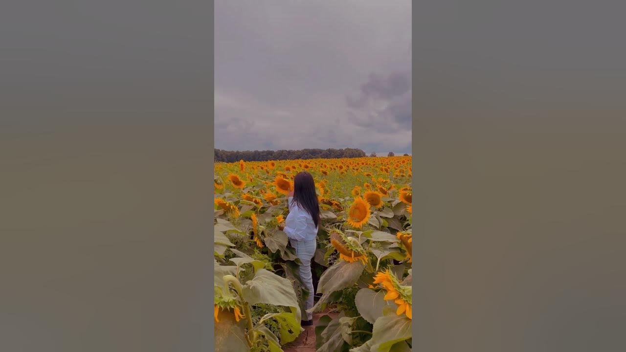 Chasing the sunflowers 🌻 #spring #toronto - YouTube