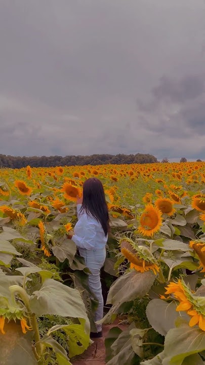 Chasing the sunflowers 🌻 #spring #toronto - YouTube