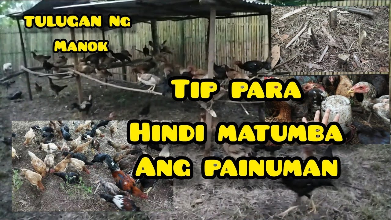 TIP PARA MAIWASAN ANG PAGTUMBA NG INUMAN NG MANOK | TULUGAN NG MANOK ...