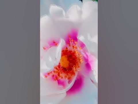 Роза Айс фо Ю Rose Eyes for You - YouTube