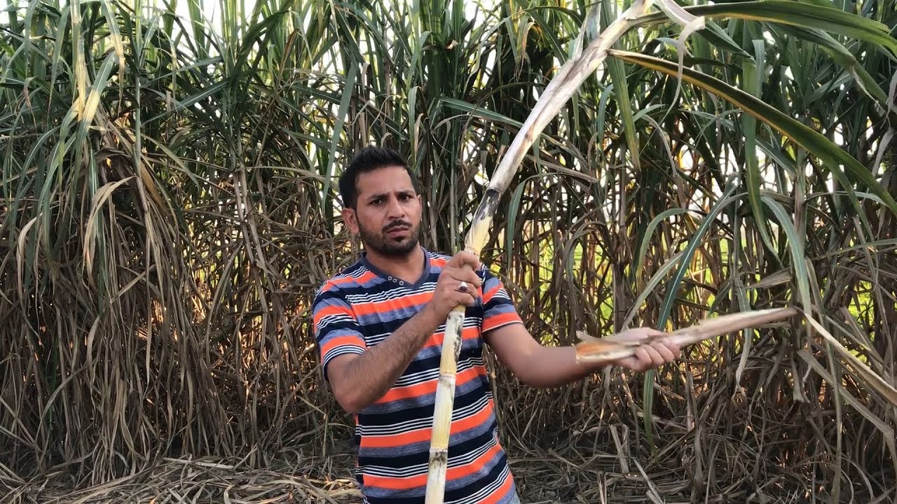 Sugarcane field in my village Punjab Pakistan - YouTube