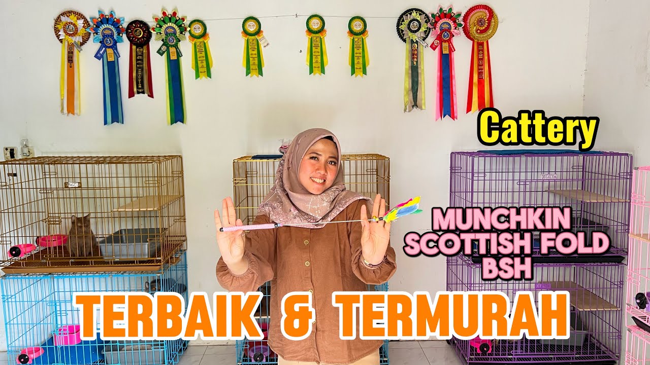 BSH , MUNCHKIN, SCOTISH FOLD GOLDEN dan SILVER ‼️ ada semua disini ...