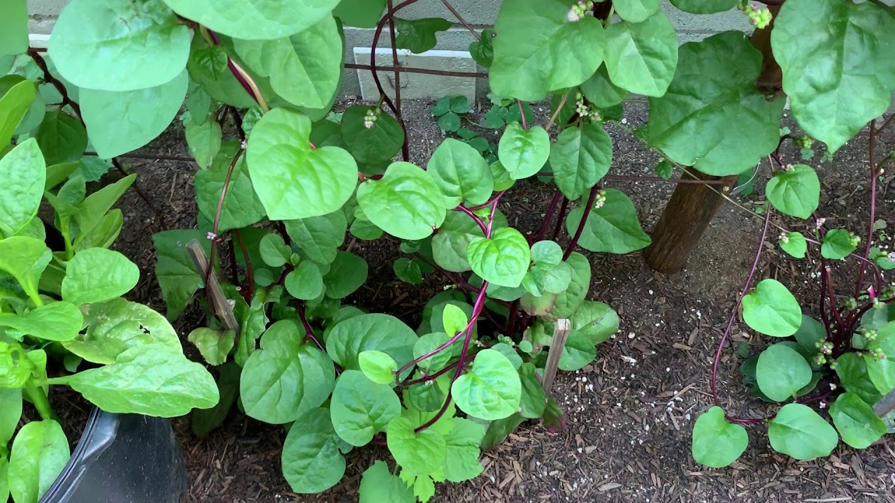 OGS—Green & Red Malabar Spinach_Differences & Similarities - YouTube