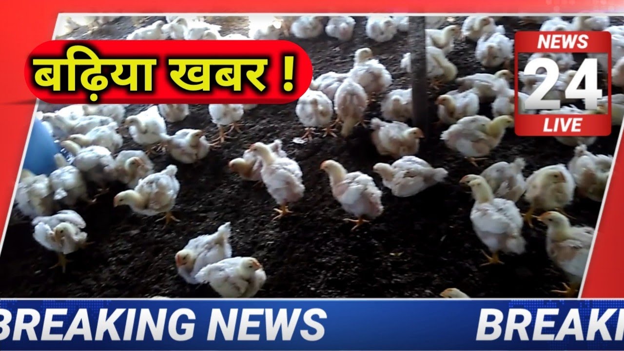 poultry rate today | aaj ka thok murga mandi rate | chicken rates today ...