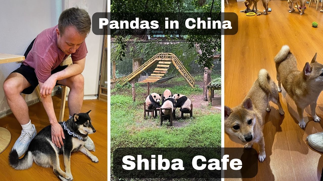 Pandas und Hunde Café in China - YouTube