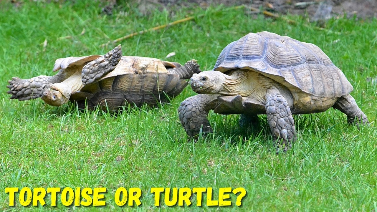 Tortoise Vs. Turtle: What’s the REAL Difference? | Wildlife Facts - YouTube
