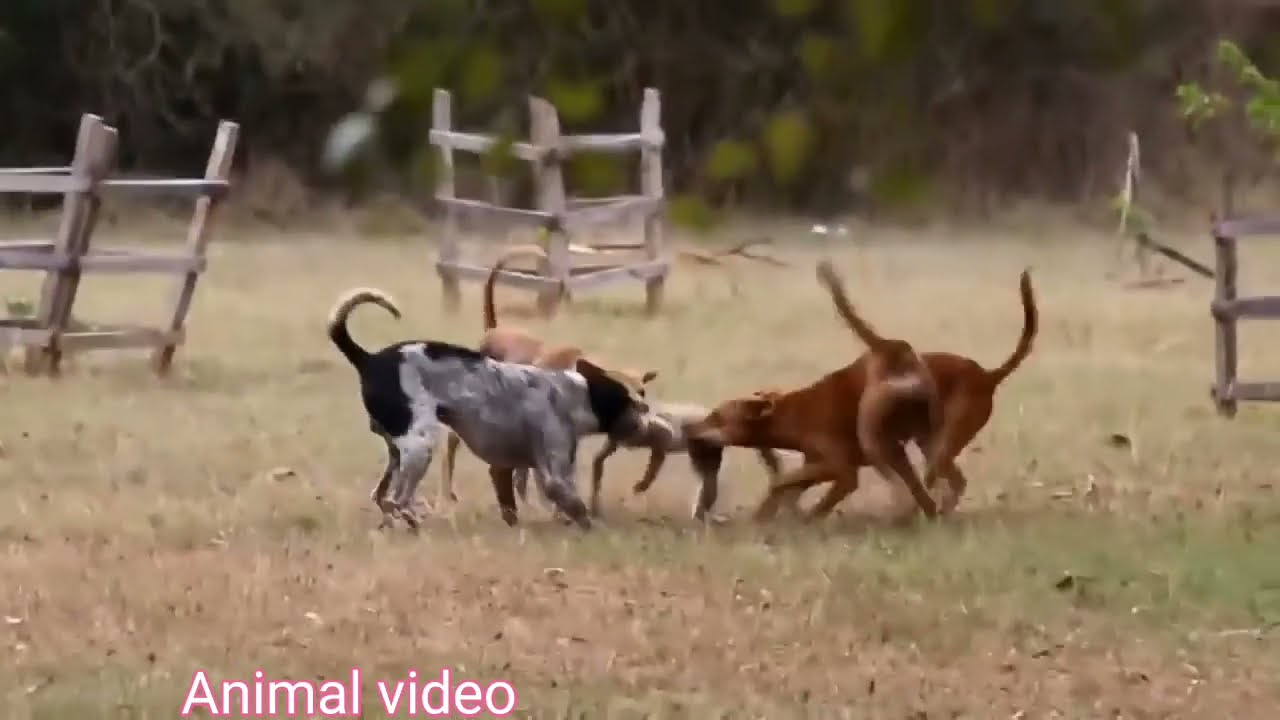 Monkey-dog-fighting-dog-attack-monkey# - YouTube