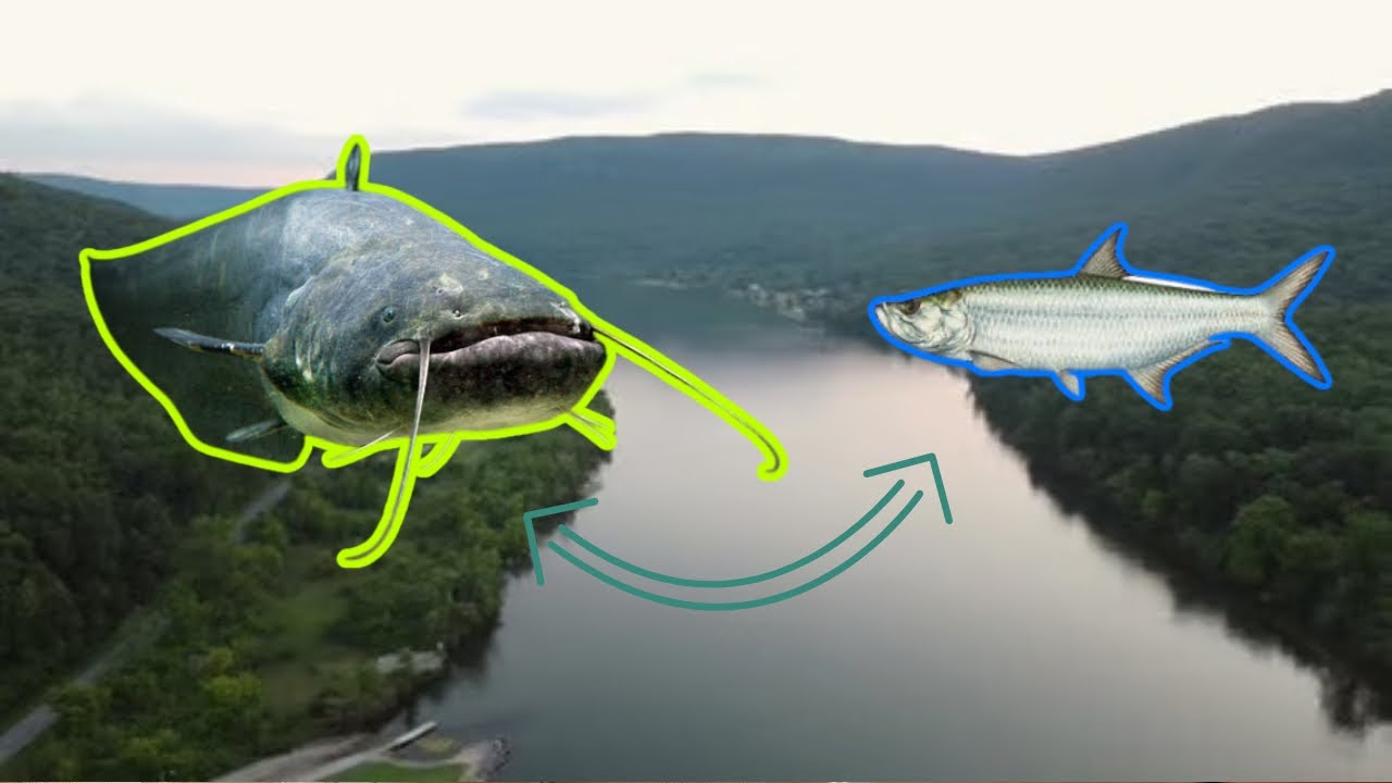 Catching catfish in freezing weather!!! - YouTube