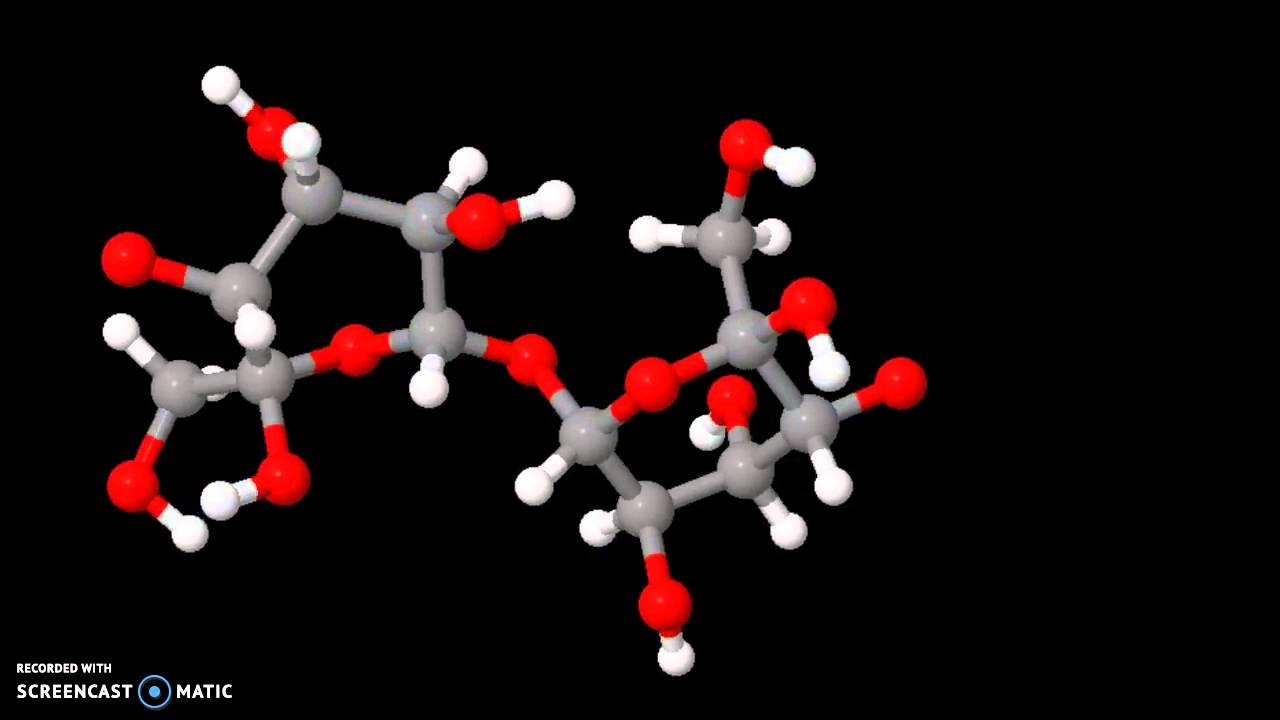Cellulose Model - YouTube