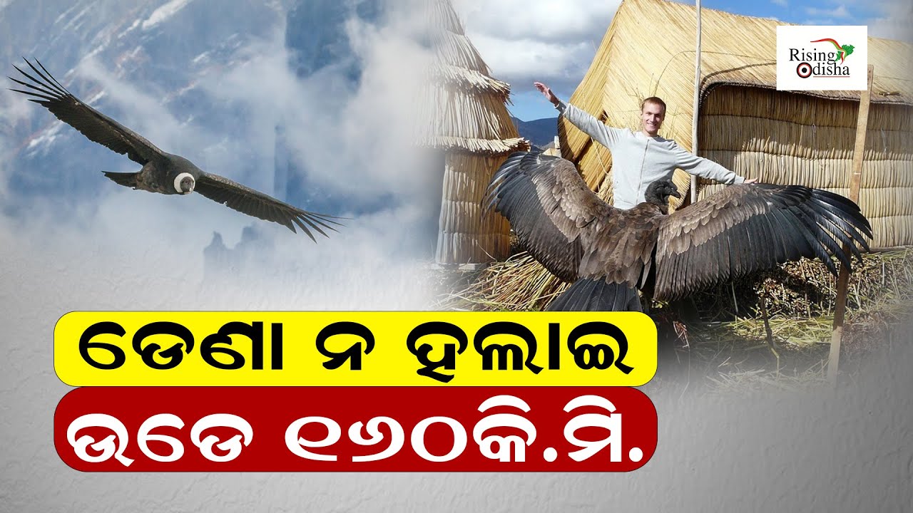 Strongest Vulture in the World 'Andean Condor' Can Fly 160Km Without ...