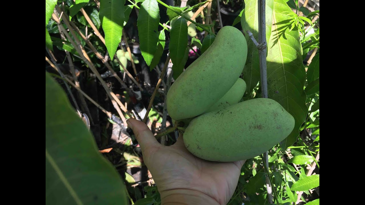 Aug5,2023 Growing the most expansive mango in the USA - almost time for ...