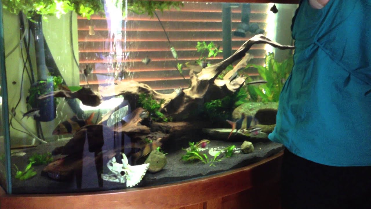fish tank movie - YouTube