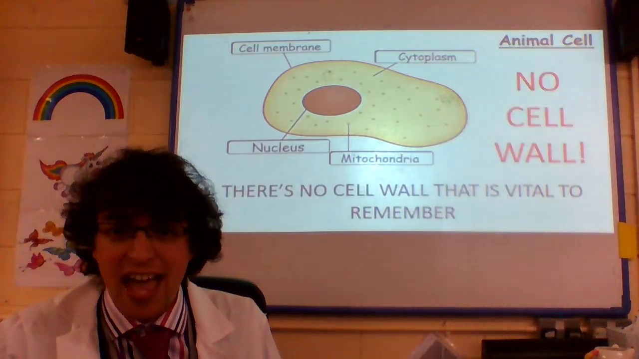 Animal cell structures song - YouTube