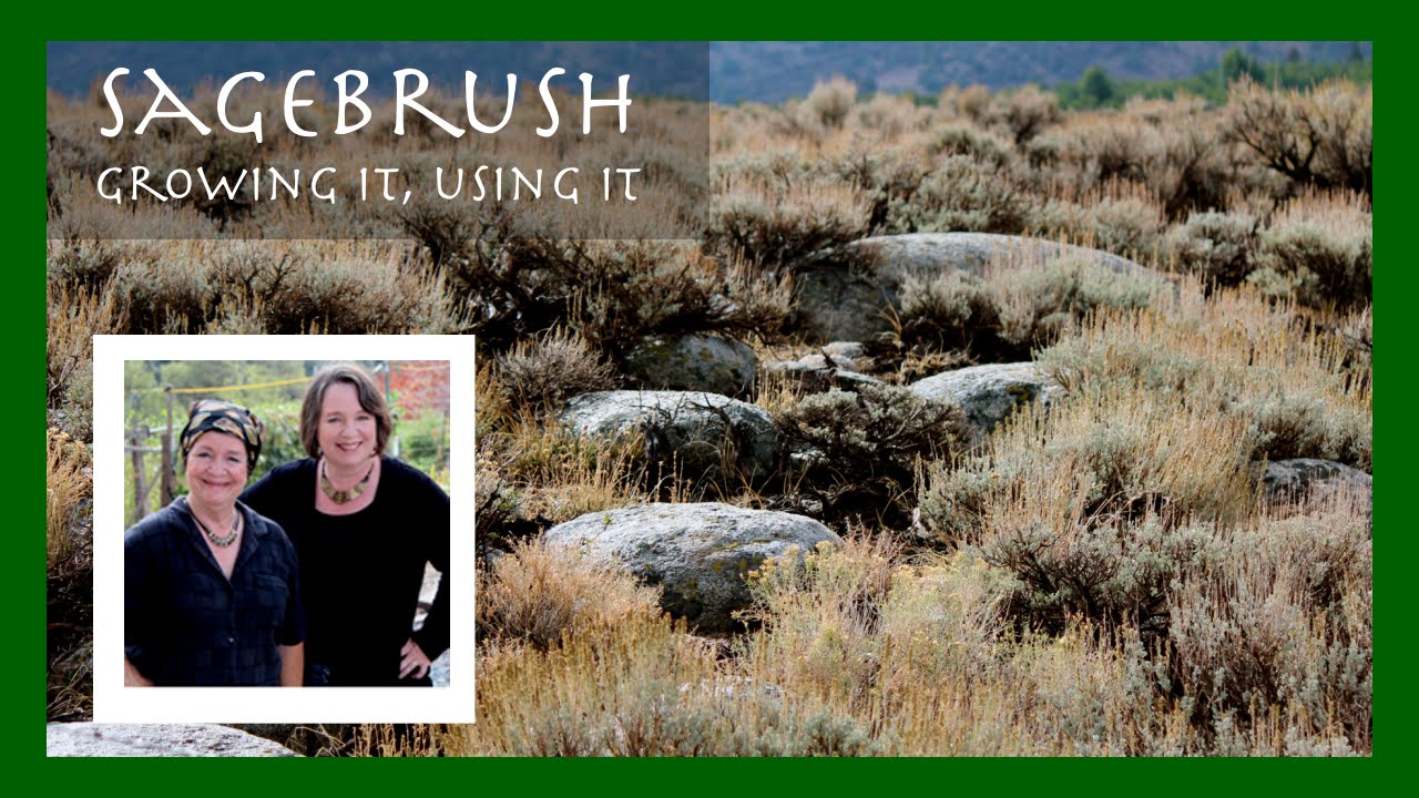 Sagebrush (Artemisia tridentata): A Drought-Tolerant Plant for you ...