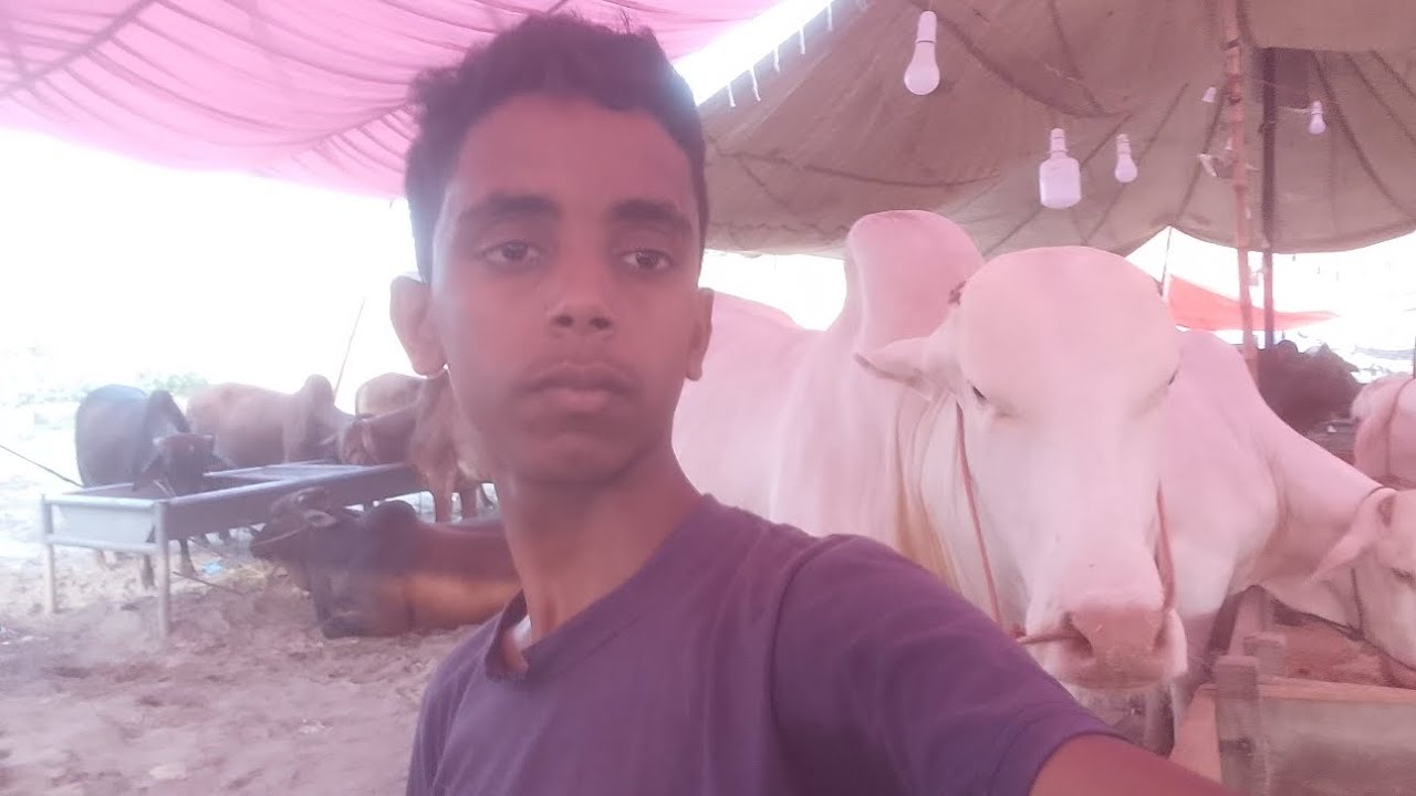 mandi,cow mandi 2023,cow mandi rates,cow mandi - YouTube