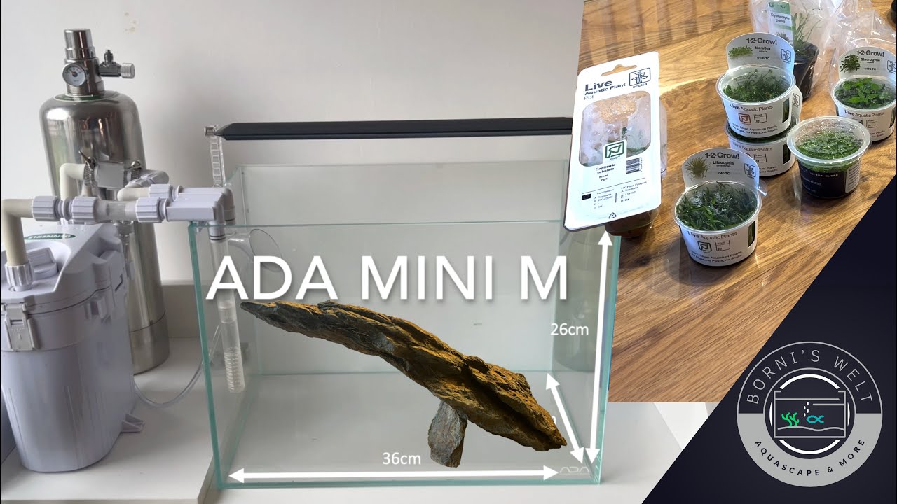 ADA Mini M 36P | Einrichtung und Gestaltung | Setup / Furnishing and ...