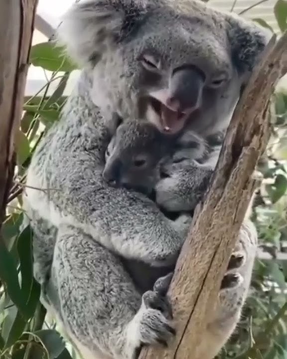 Baby Koalas In Mother's Pouch 🐨😱 - YouTube