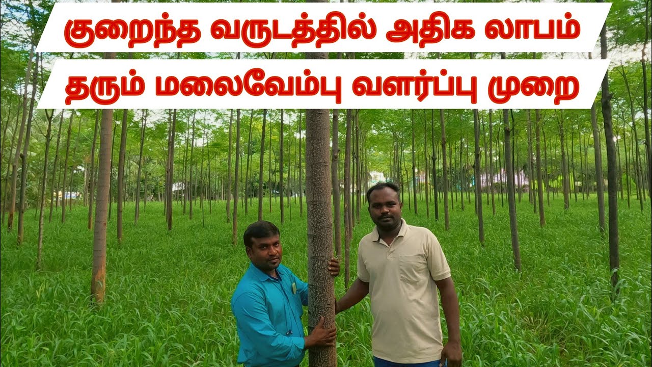 குறைந்த வருடத்தில் அதிக லாபம் தரும் மலைவேம்பு மரம் வளர்ப்பு முறை ...
