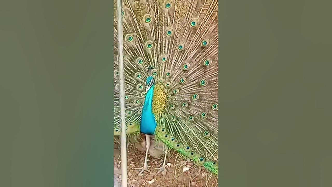 Beautiful Peacock Dance And Sweet Sound Amazing Peacock Dance🦚 Shorts
