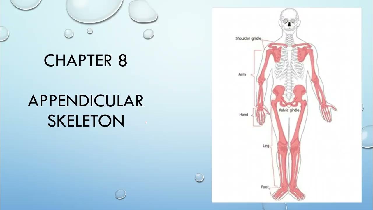 Chapter 7 & Chapter 8 - Axial & Appendicular Skeleton - YouTube