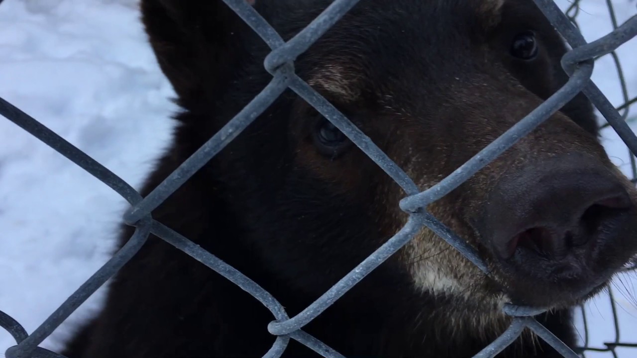 Little Bear Cheque Donation - YouTube