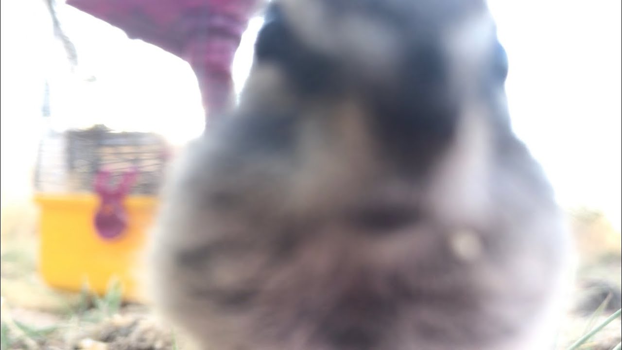 Pop! Chipmunk wants to say hi! - YouTube