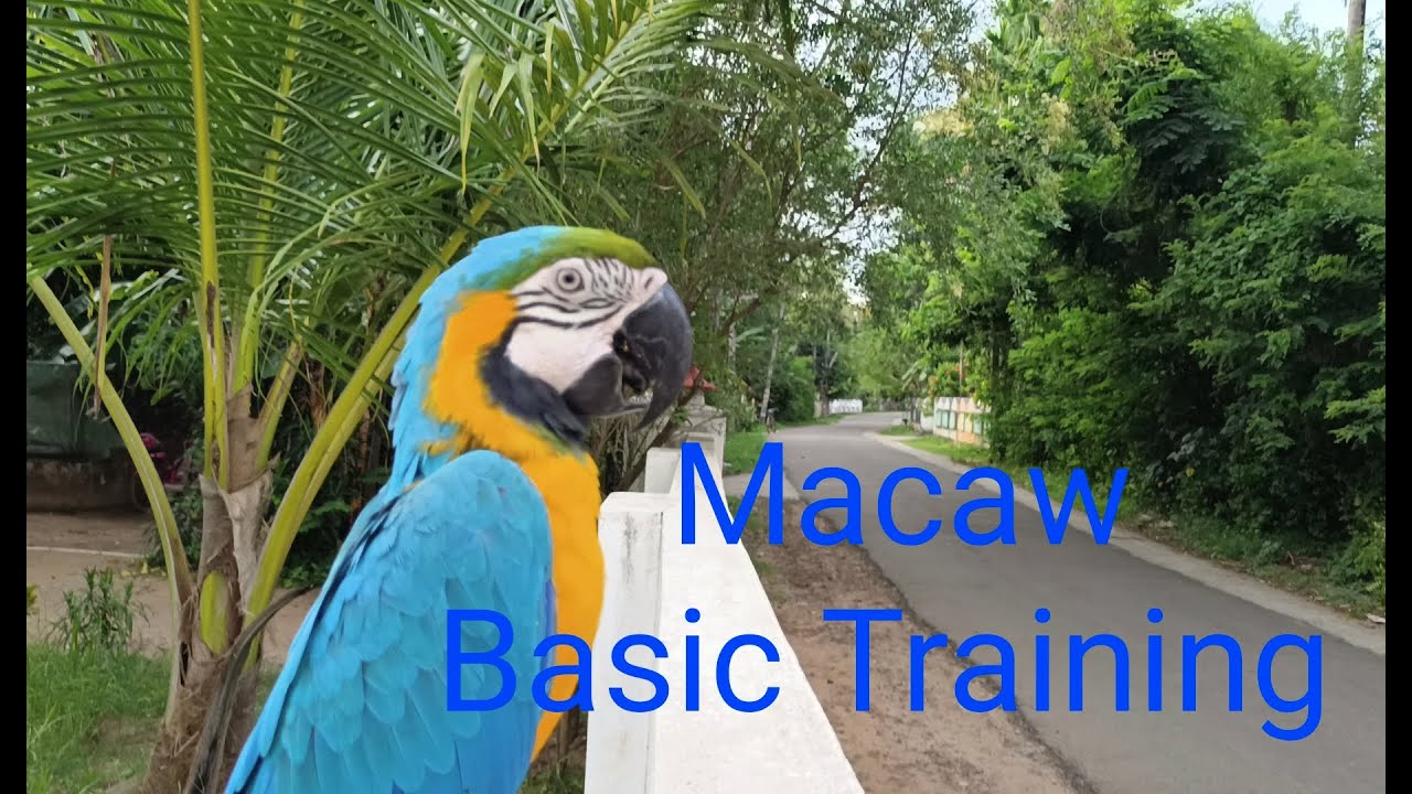 Macaw Basic Training - YouTube