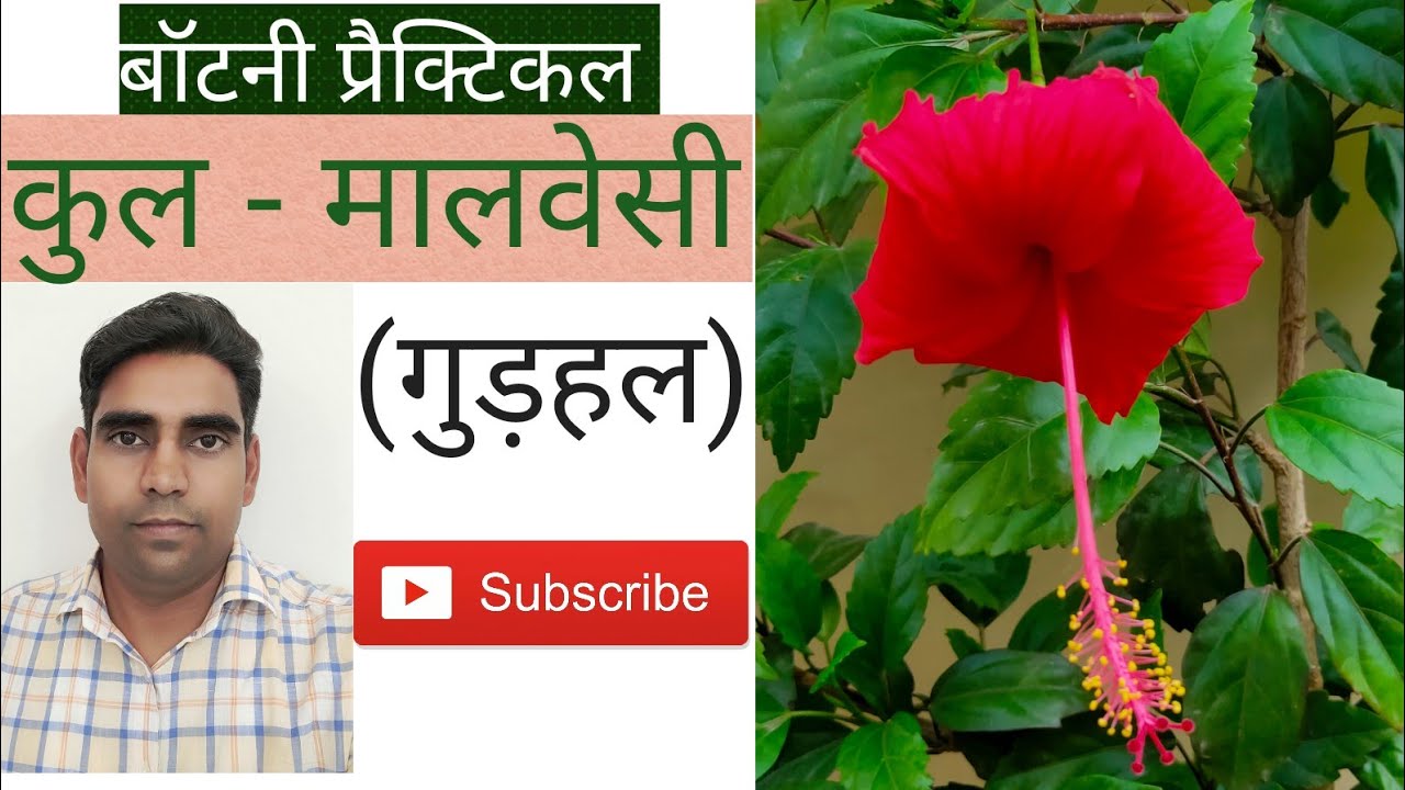 Botany Practical Family Malvaceae Hibiscus Rosa sinensis botany-practical-family-malvaceae-hibiscus-rosa-sinensis