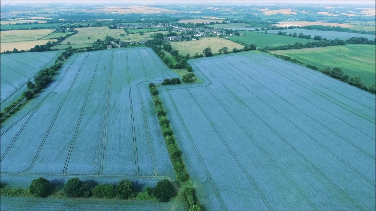 Linseed (Flax) Fields between Sundon and Streatley, nr Luton ...